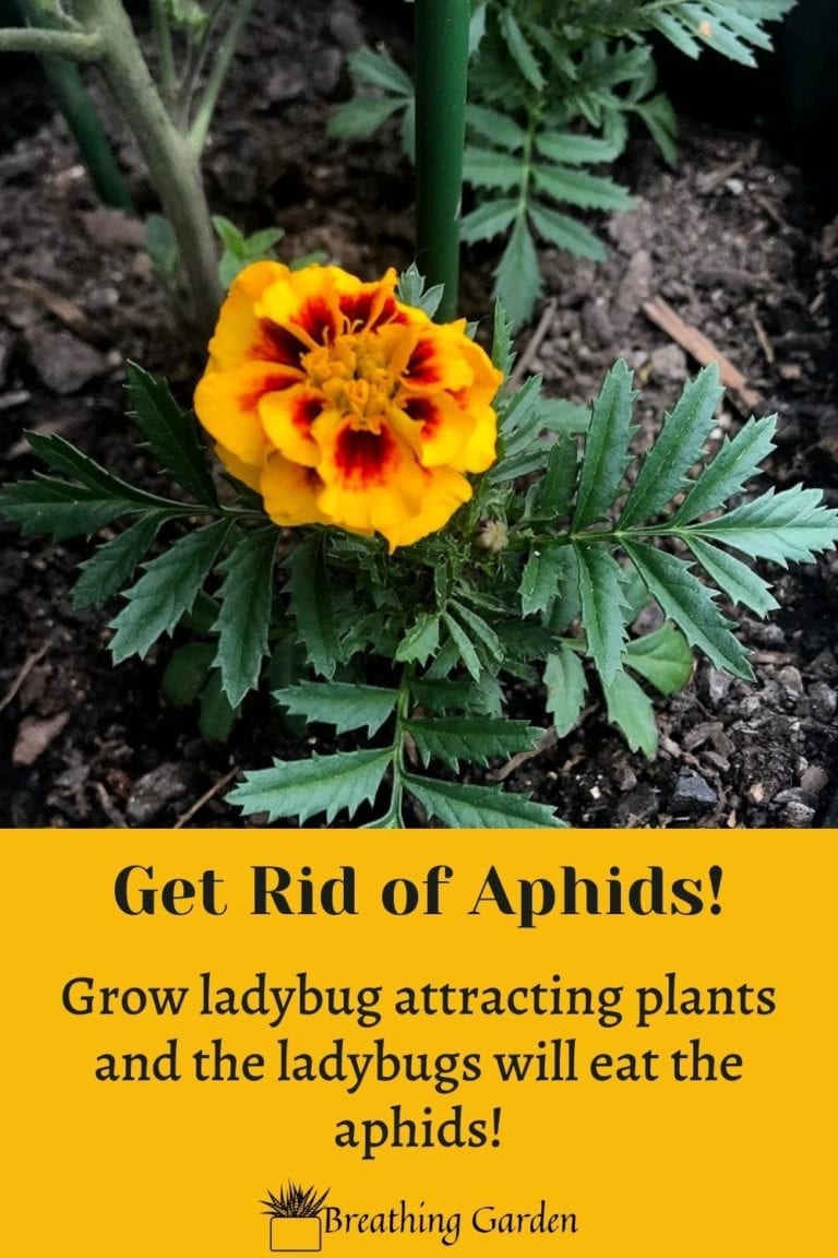Have An Aphid Problem? We've Got 3 Ways To Get Rid Of Aphids Naturally ...