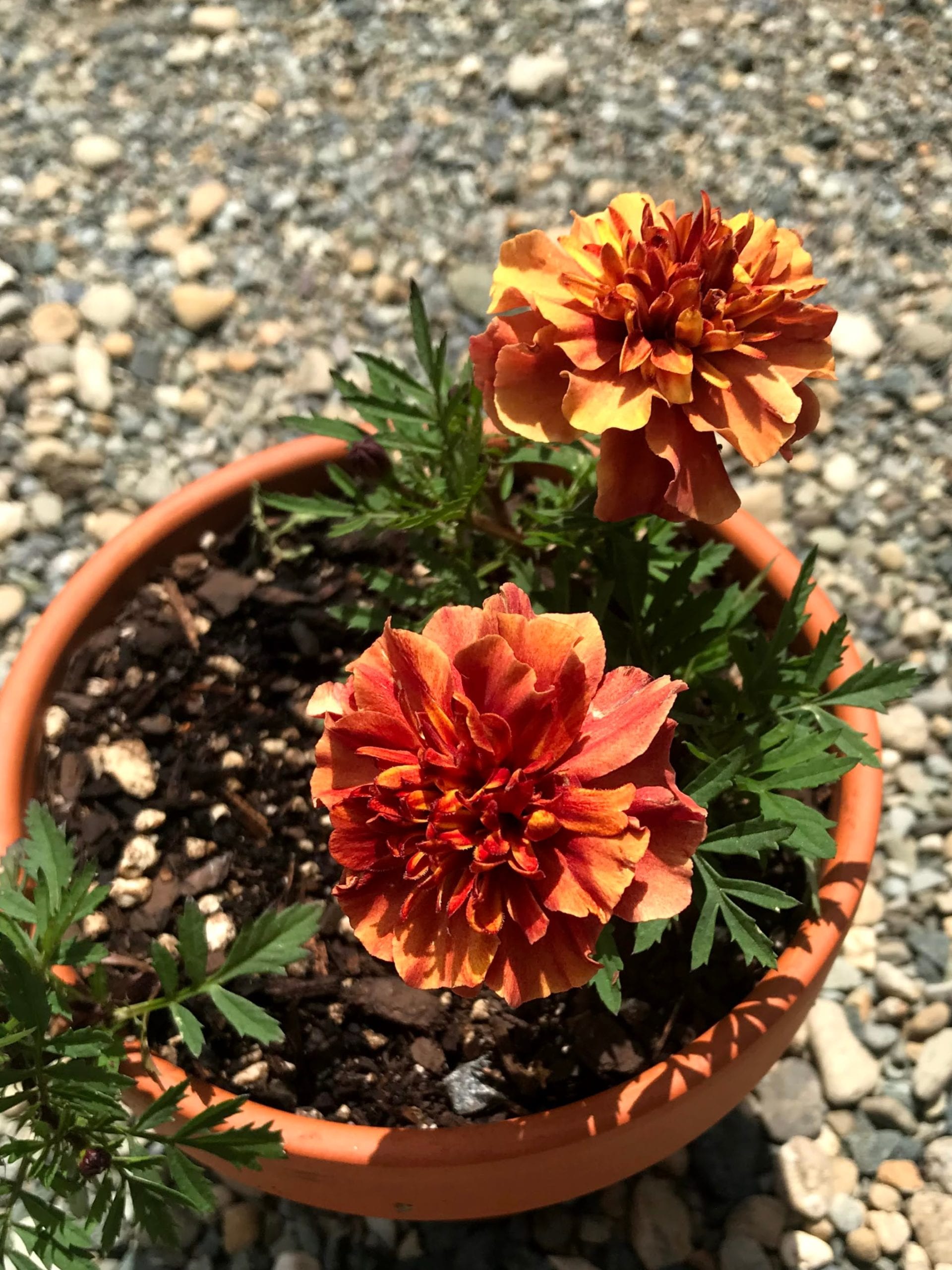 5 Plants That Attract Ladybugs To Your Garden For Their Many Benefits ...