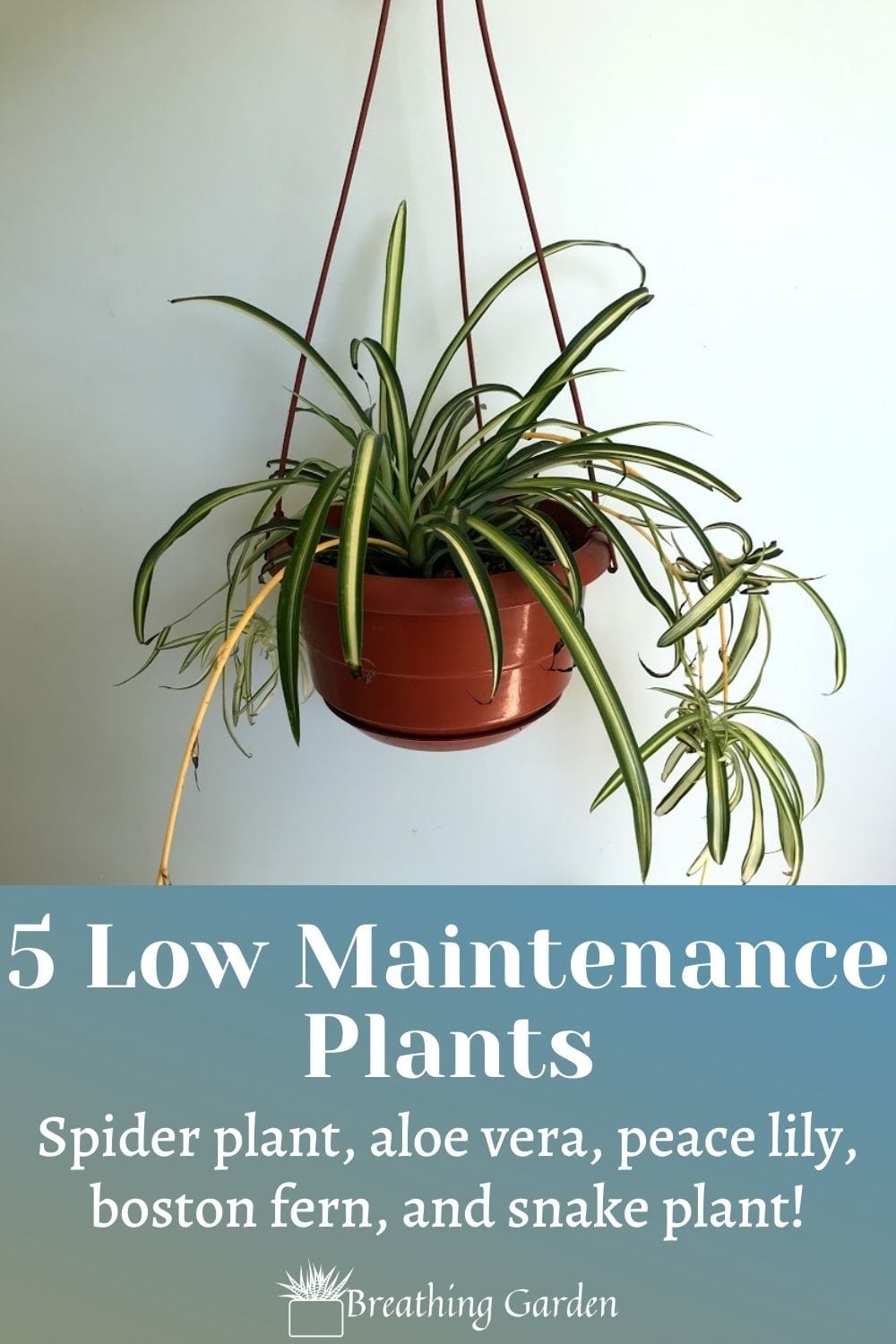 5 Low Maintenance Air Purifying Plants To Keep You Breathing Fresh Air ...