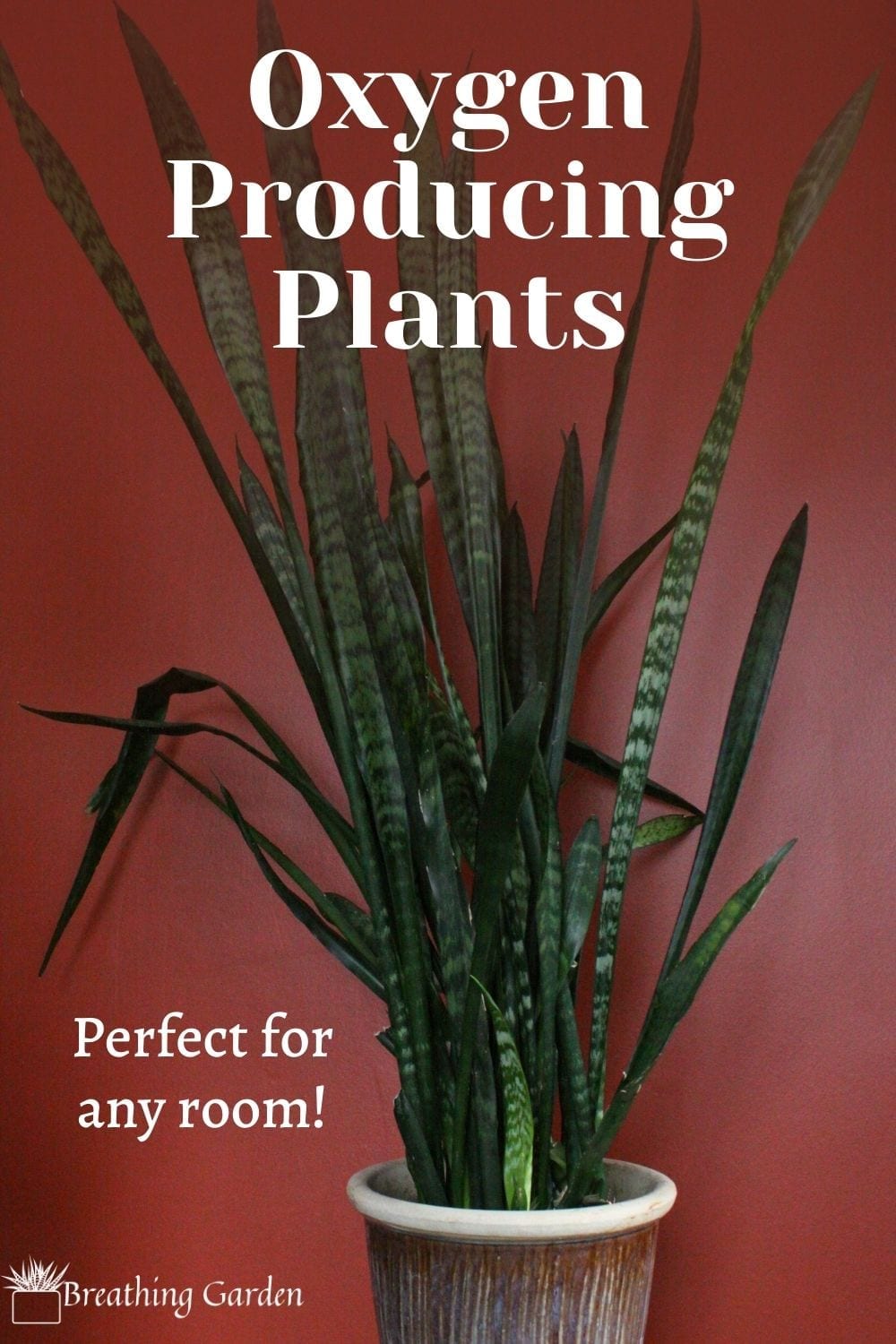 5 Low Maintenance Air Purifying Plants To Keep You Breathing Fresh Air ...