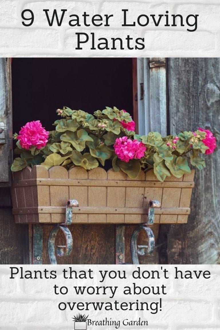 9 Water Loving Plants That Thrive With A Lot Of Water - Breathing Garden