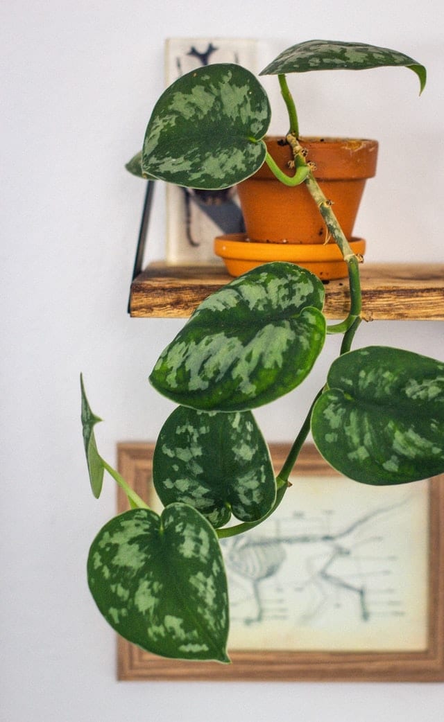9 Water Loving Plants That Thrive With A Lot Of Water - Breathing Garden