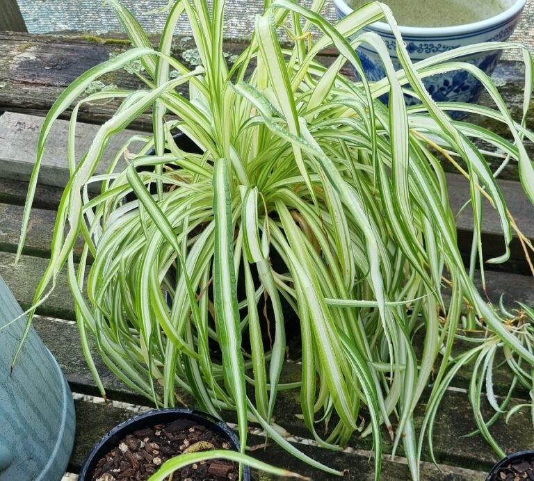 5 Easy To Grow Spider Plant Varieties And Keeping Them Alive ...