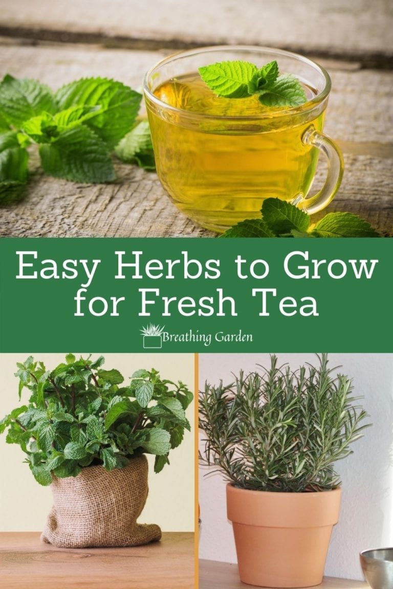 Want To Grow Your Own Tea? Plant These Flavorful Herbs And Flowers ...