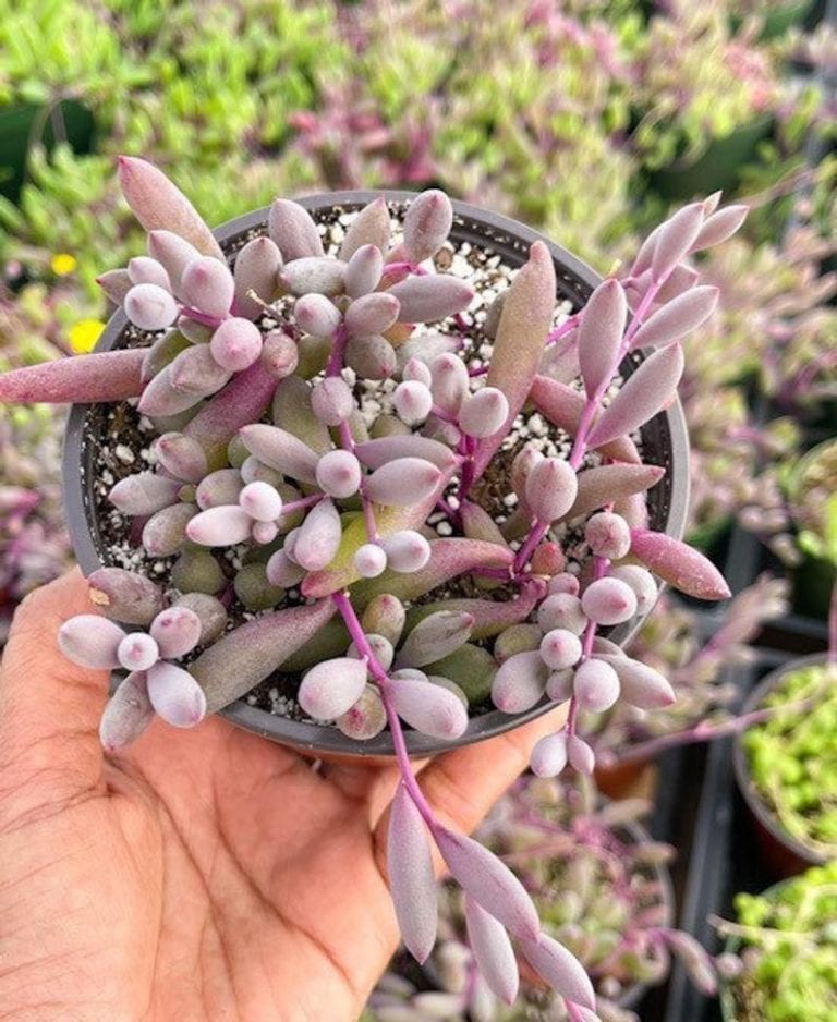 10 Colorful Succulents Perfect For Any Plant Parent - Breathing Garden