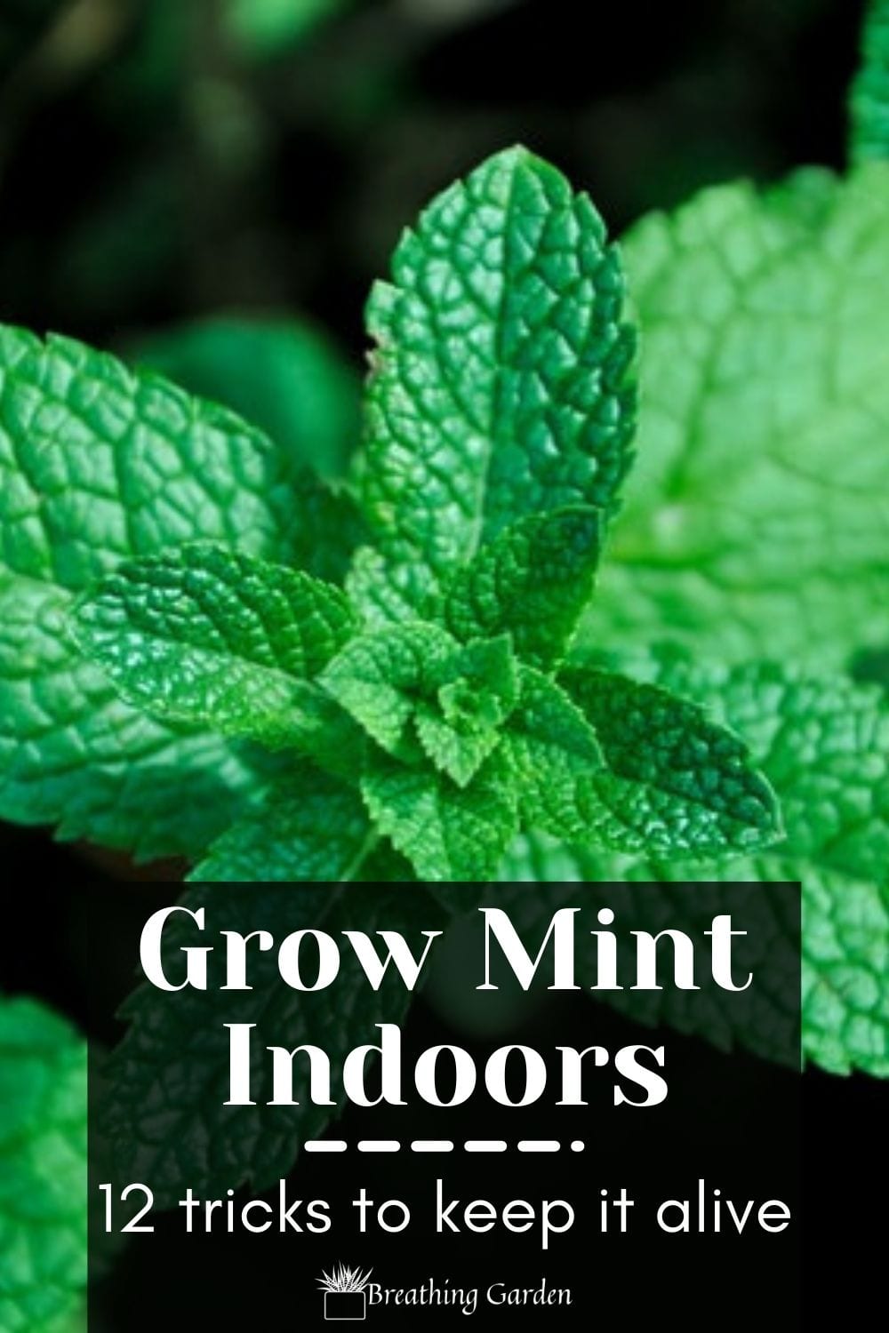 Growing Mint Indoors: Here Are 12 Tricks To Have A Healthy Plant ...