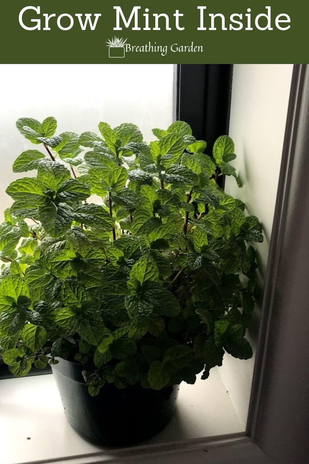 Growing Mint Indoors: Here Are 12 Tricks To Have A Healthy Plant ...