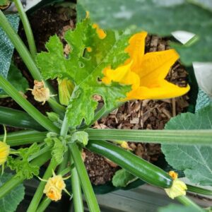 Zucchini Companion Plants: 6 Plants To Grow For A Bountiful Zucchini ...