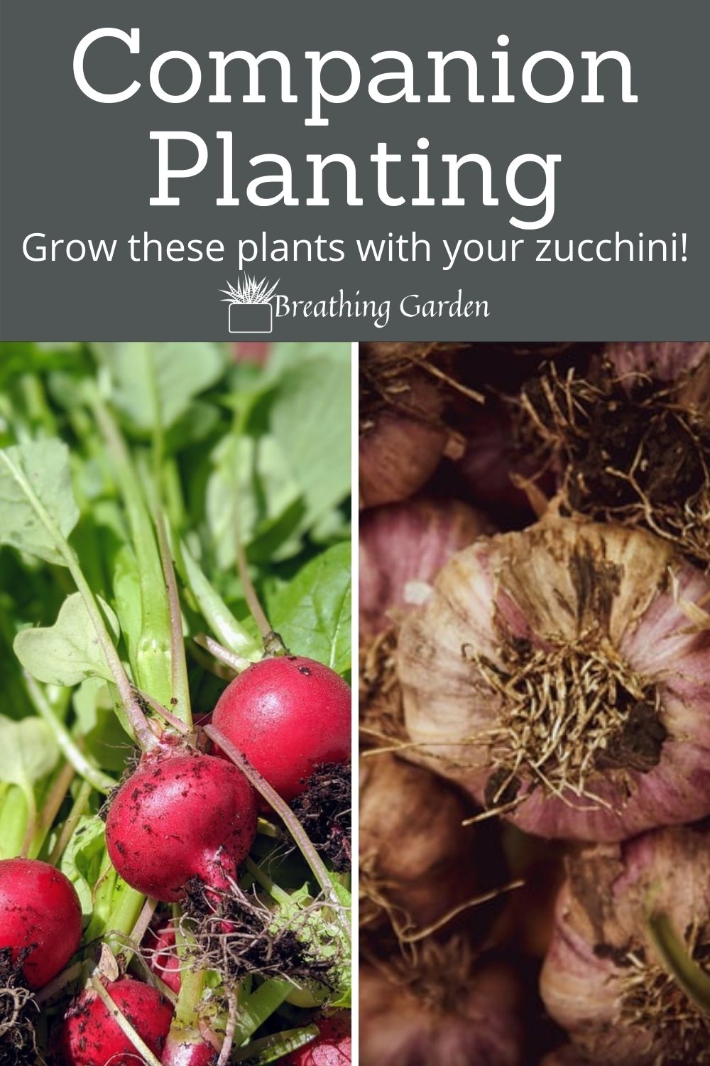 Zucchini Companion Plants: 6 Plants To Grow For A Bountiful Zucchini ...
