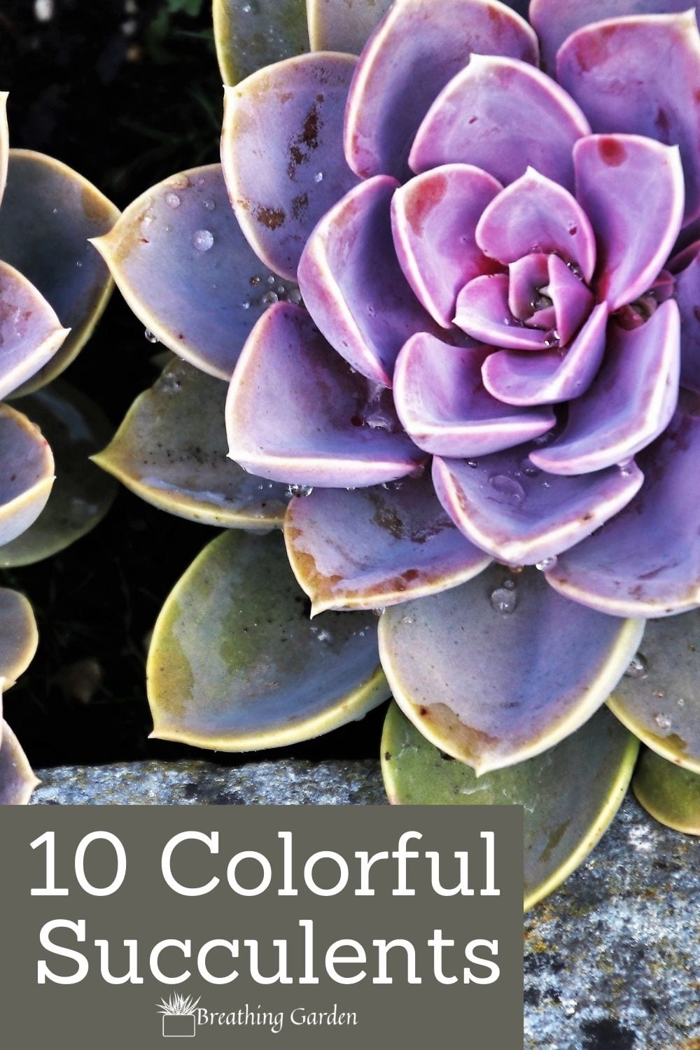 10 Colorful Succulents Perfect For Any Plant Parent - Breathing Garden