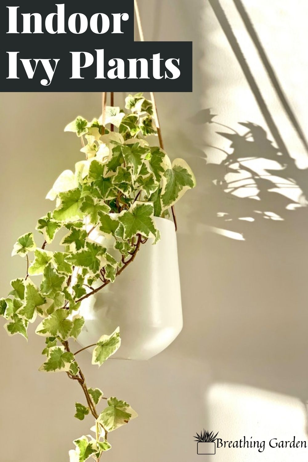6 Types Of Indoor Ivy You Can Grow Inside Your Home - Breathing Garden