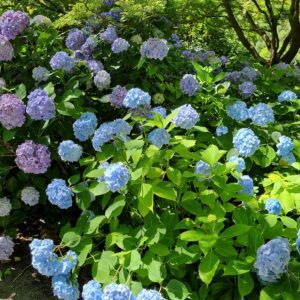Are Hydrangeas Poisonous? Know Before You Plant If You And Your Animals ...