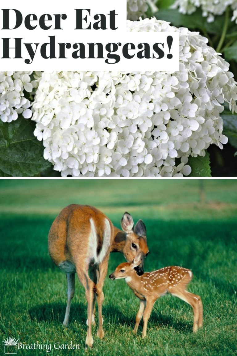 Do Deer Eat Hydrangeas? Protect Your Flowers From Being Eaten ...