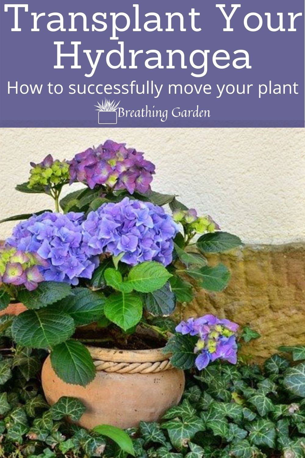 Transplanting Hydrangeas: How to Successfully Move Your Hydrangea in 5 Steps - Breathing Garden