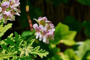 Citronella Plant Care - 5 Tips To Keep Your Citronella Geranium Alive ...