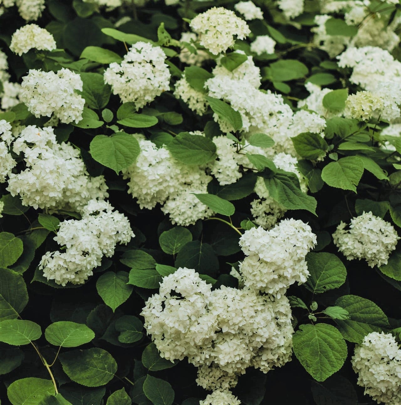 White Hydrangea: Discover The Smooth Hydrangea And Why You Should Grow ...