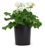 Growing a White Geranium - Here are 3 Cute Varieties - Breathing Garden