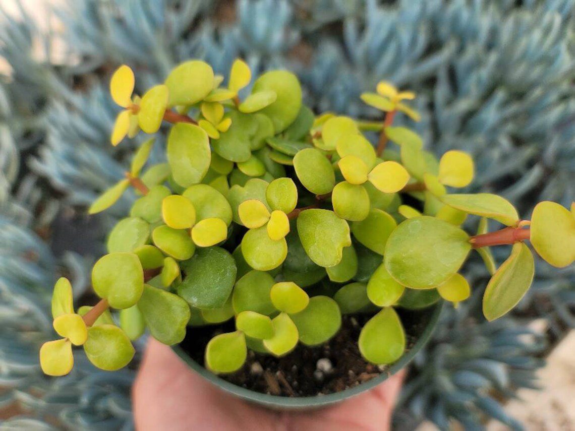 The 18 Most Popular Types of Jade Plants For Your Next Indoor Succulent ...