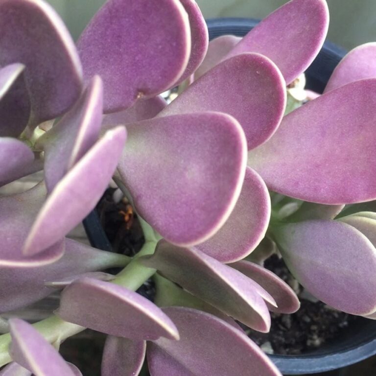 The 18 Most Popular Types of Jade Plants For Your Next Indoor Succulent ...