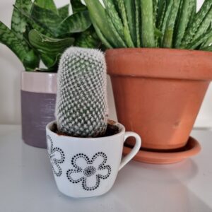 How Long Does It Take For A Cactus To Grow? 4 Cactus Growing Factors ...