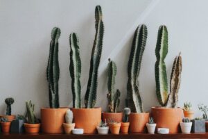 Why Is My Cactus Falling Over? How To Heal A Drooping Cactus ...